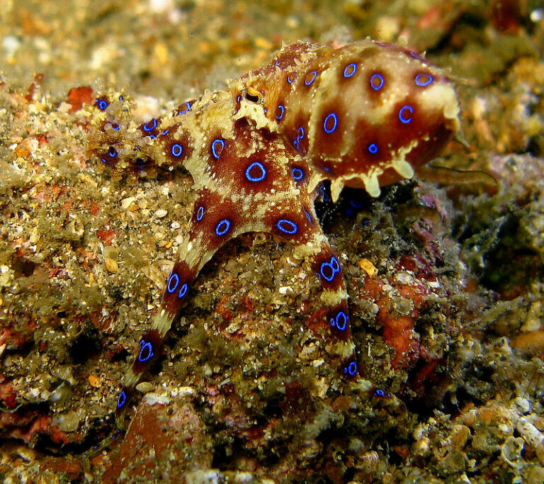 The 15 Most Dangerous Animals… That Look Harmless