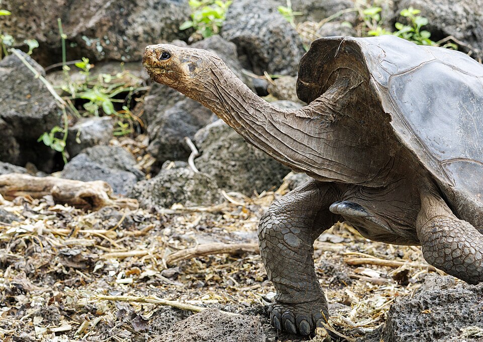 15 Longest Living Animals That Outlive Humans