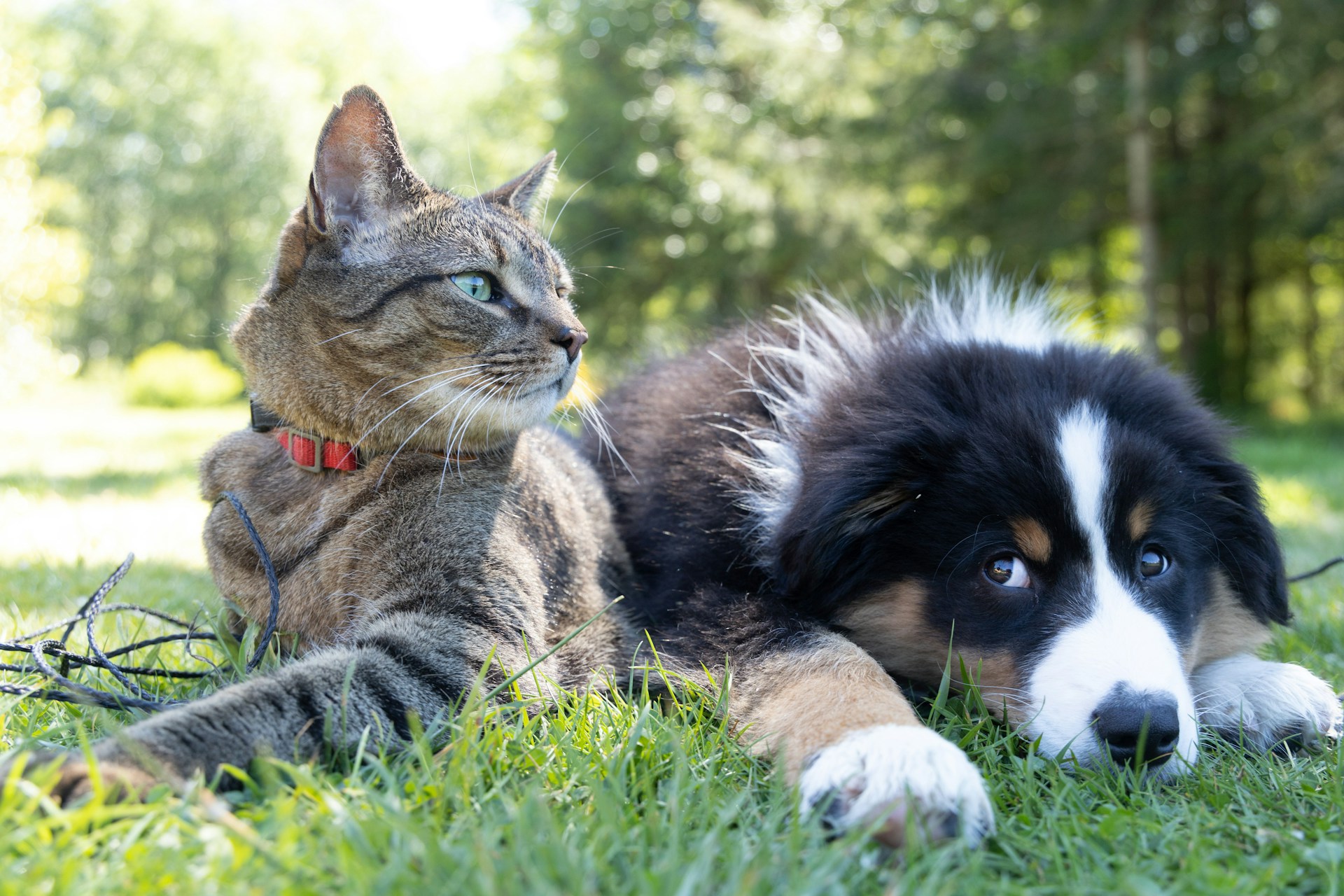What your pet choice reveals about your relationship style: Dog people ...
