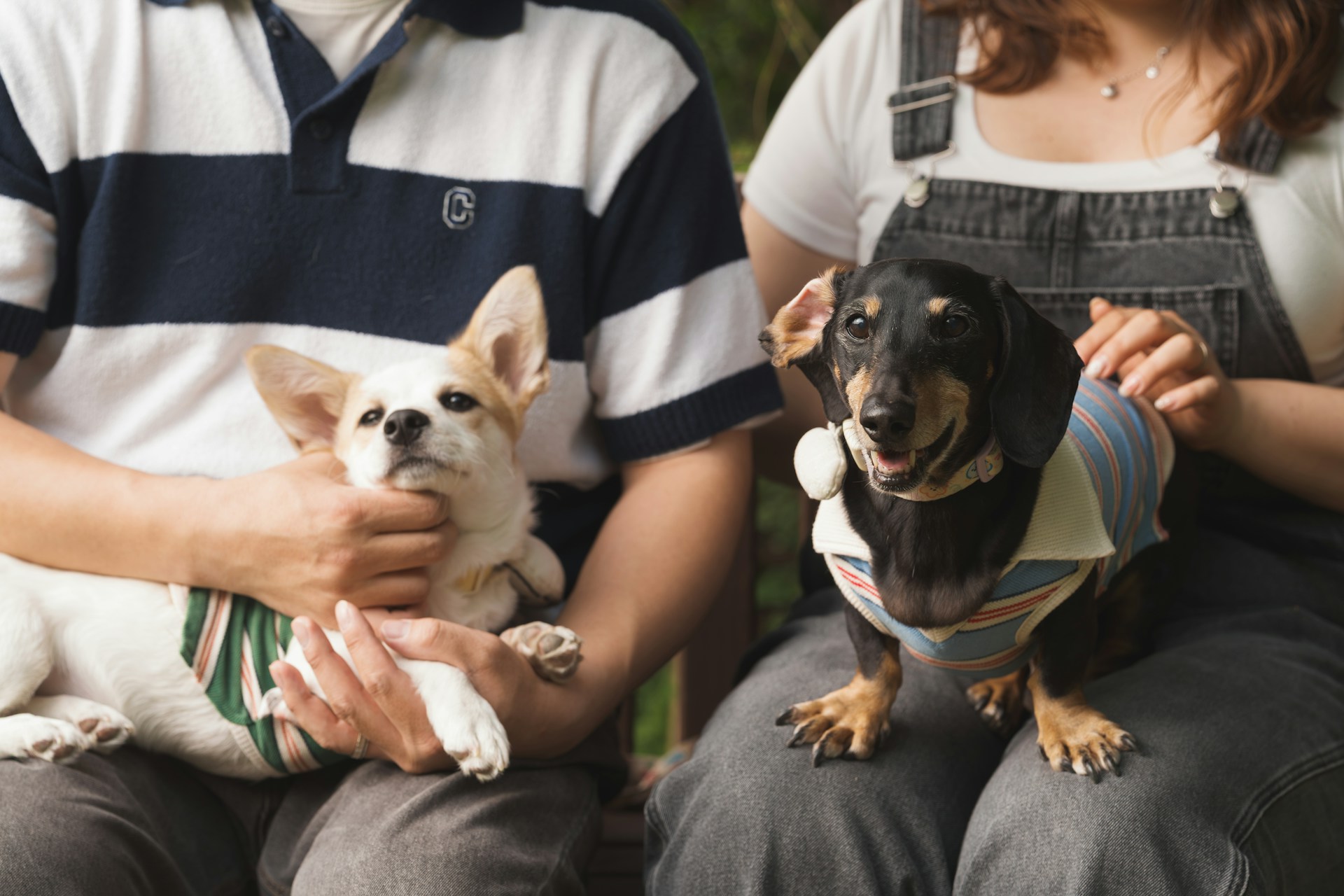 I'll Say It: Breeding Purebred Dogs While Shelters Are Full Is Indefensible
