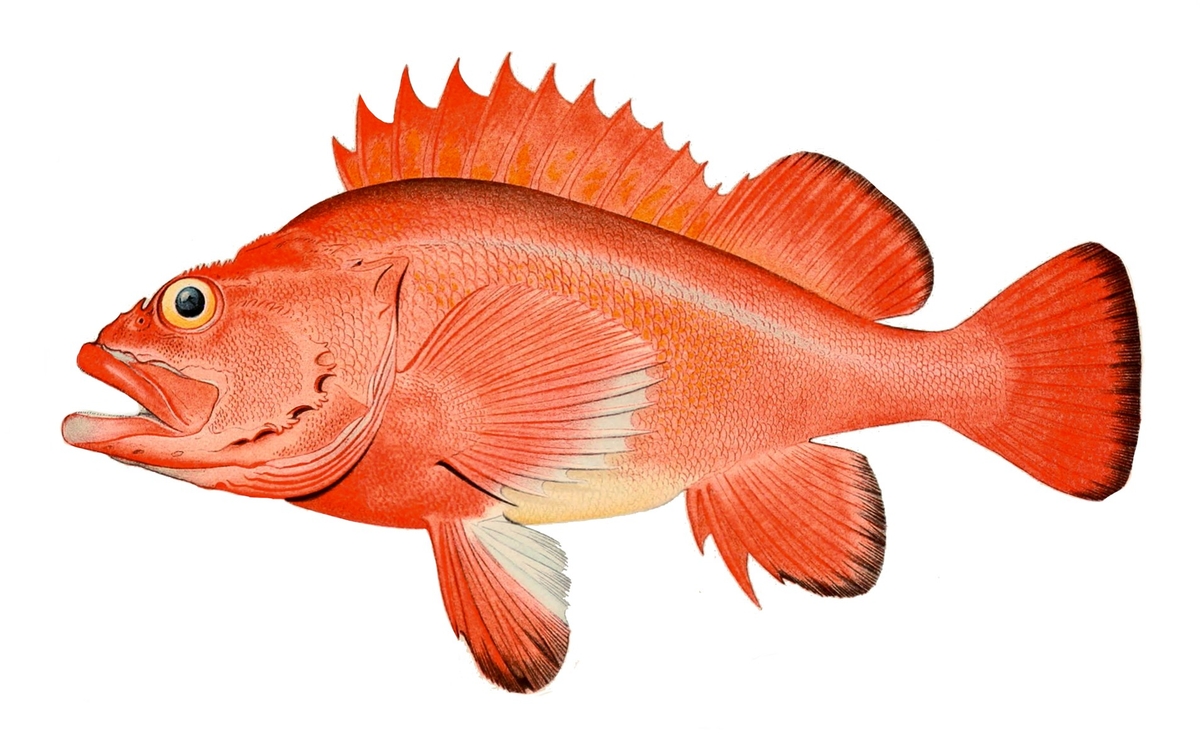 15 Longest Living Animals That Outlive Humans