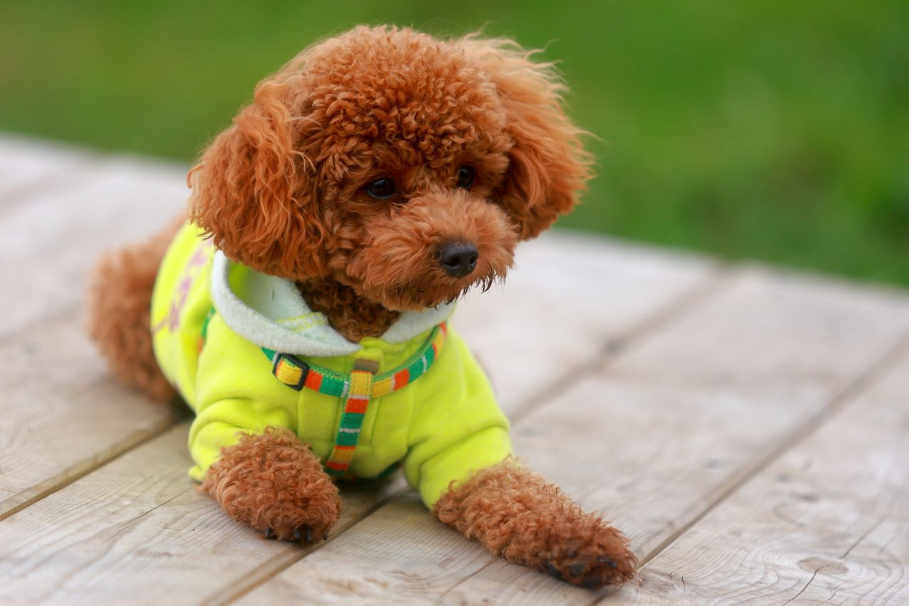 18 most adorable tiny dog breeds that stay small